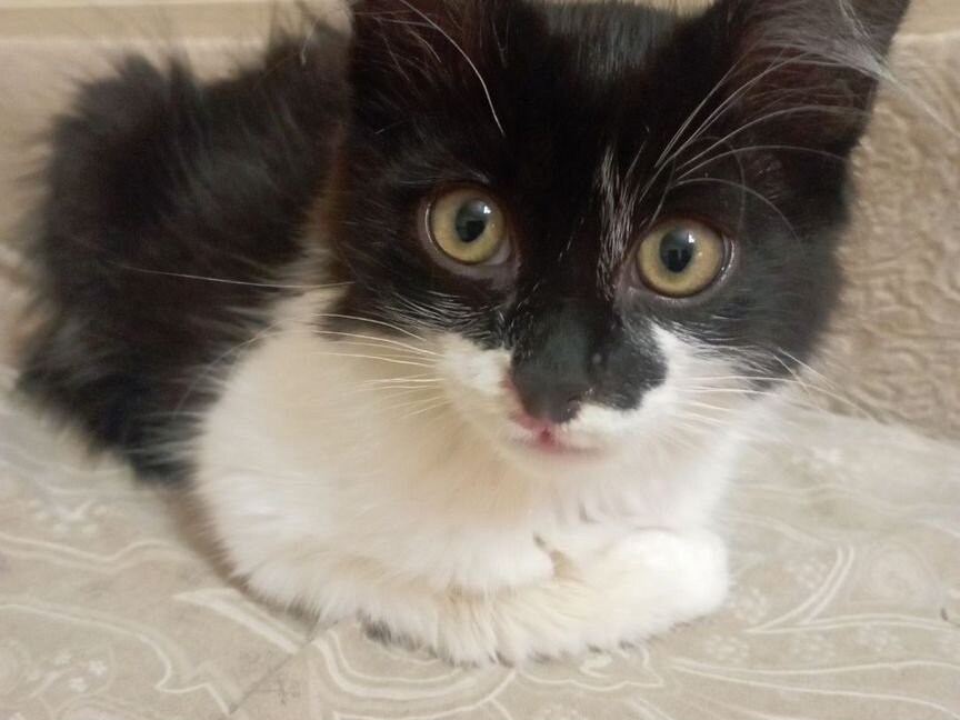 Котейка 3 мес