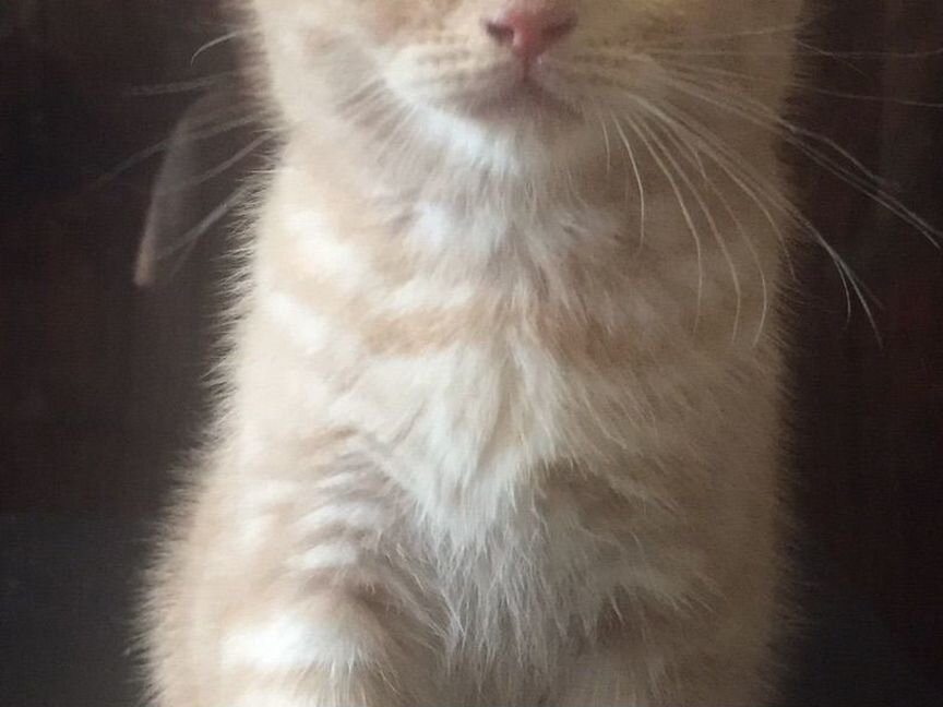 Кошки
