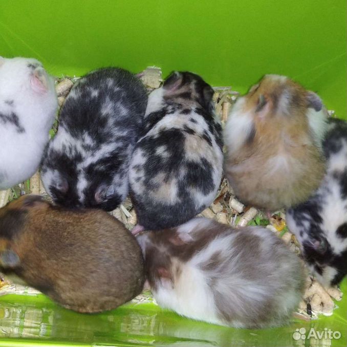 Сирийские хомяки ручные молодые питомник