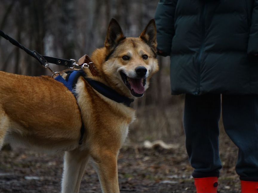 Собака в добрые руки отдам бесплатно