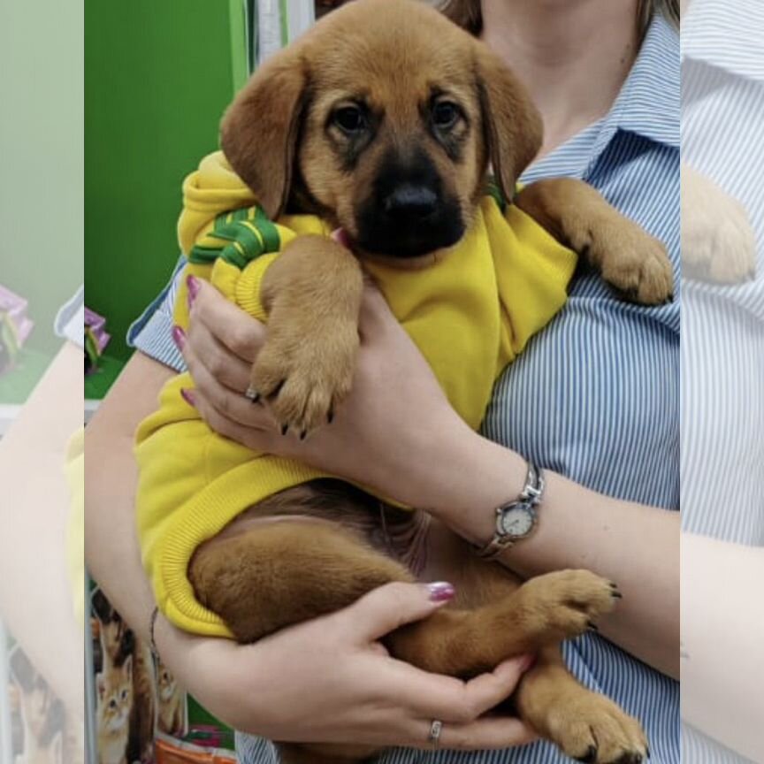 Щенок мальчик