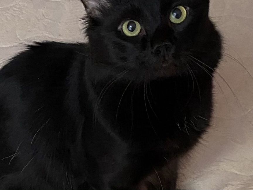 Черный котенок Жорик с тяжелой судьбой ищет дом