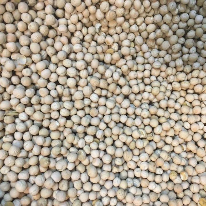 Горох фуражный