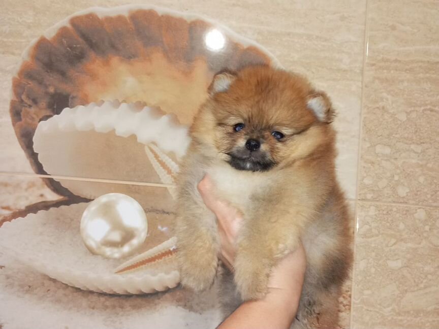 Мишка шпиц