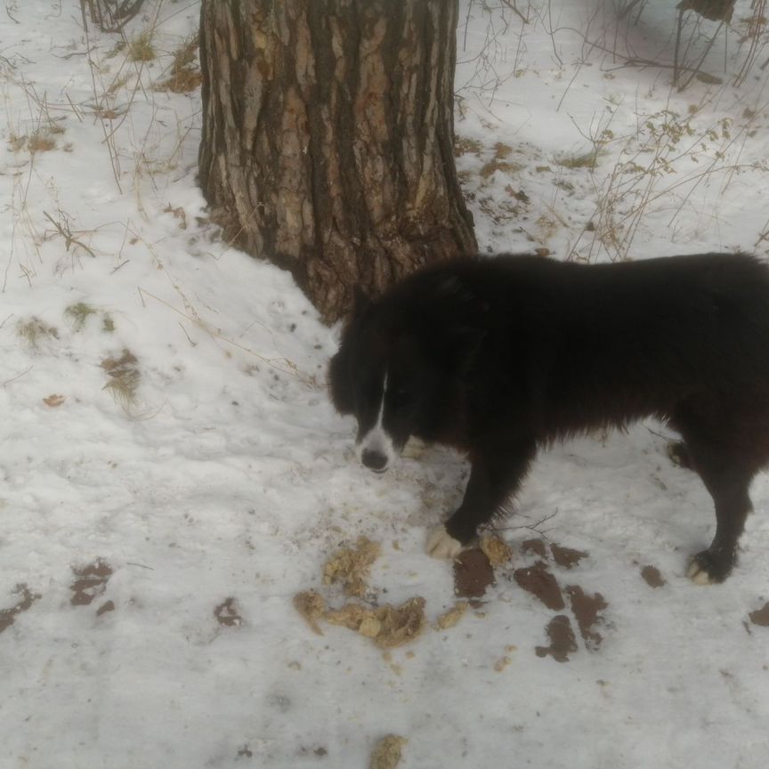 Собачка голодает