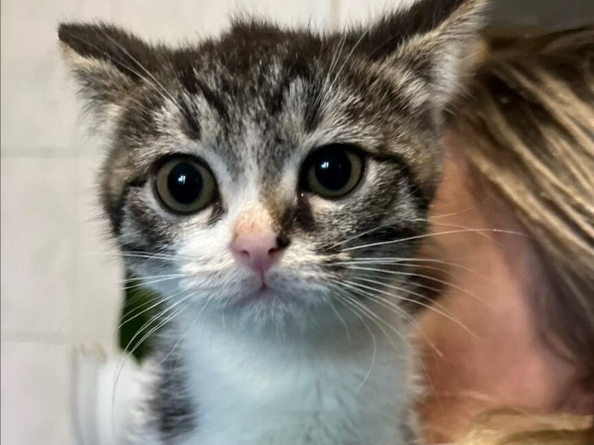 Маленький котенок Булочка 2мес