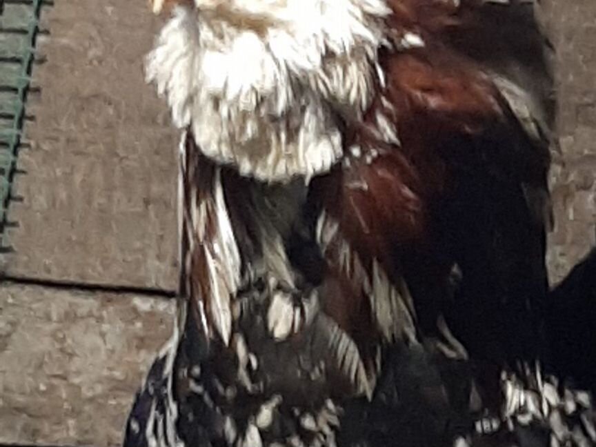 Петух Орловская ситцевая