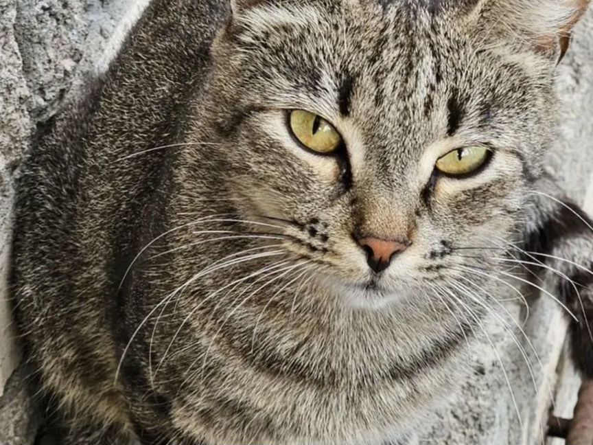 Кошки в добрые руки