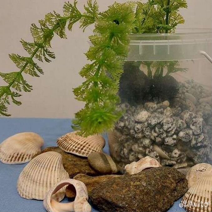 Набор для аквариума, Водоросли, ракушки и камни