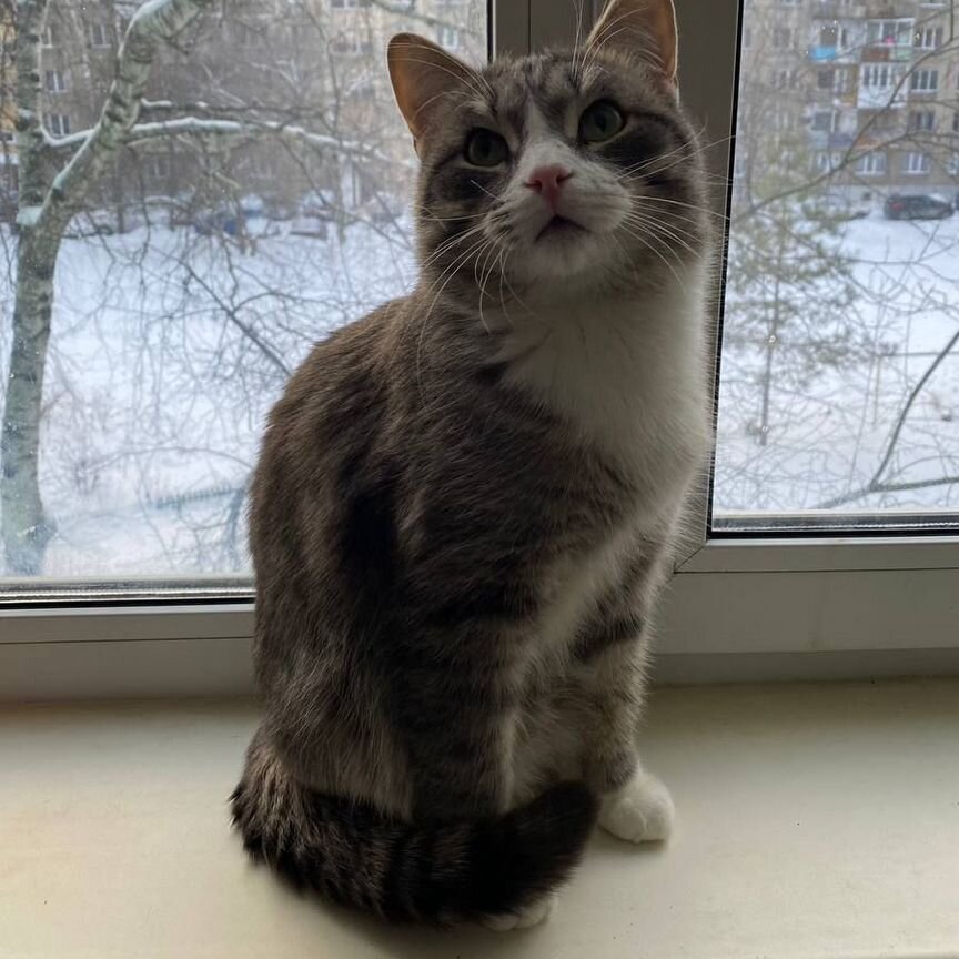 Котик в добрые руки