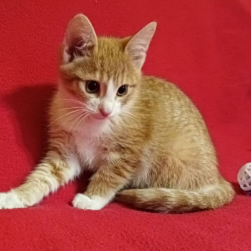 Рыжий котенок серый котёнок в добрые руки