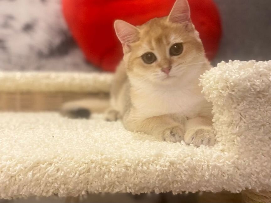 Котёнок золотой британской шиншиллы