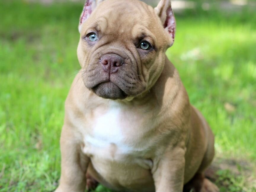 Американский булли микро