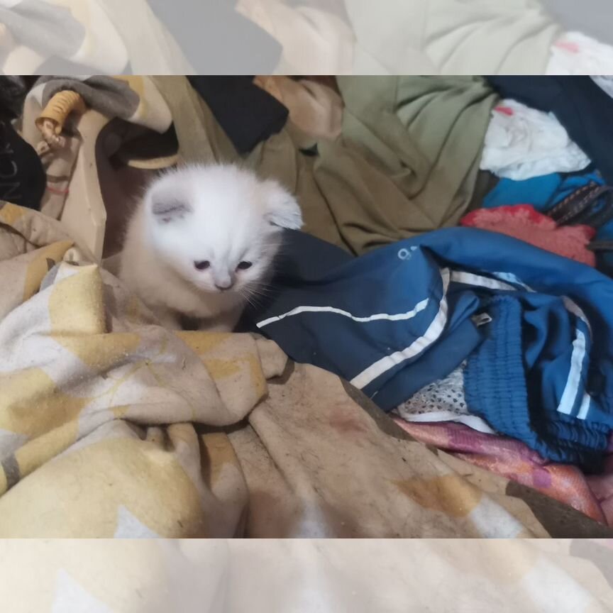 Британский короткошёрстный котёнок