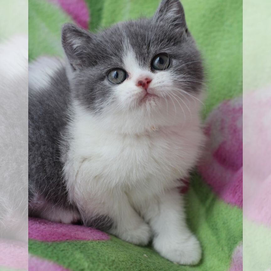 Британский короткошёрстный котёнок