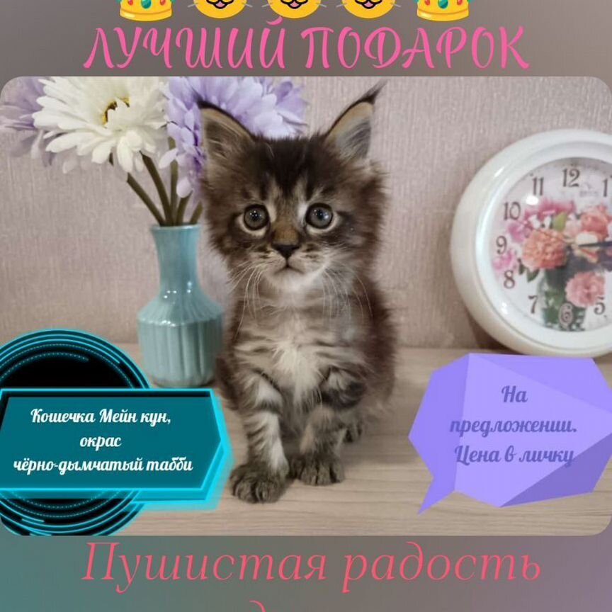Котенок Мейн кун дымчатый