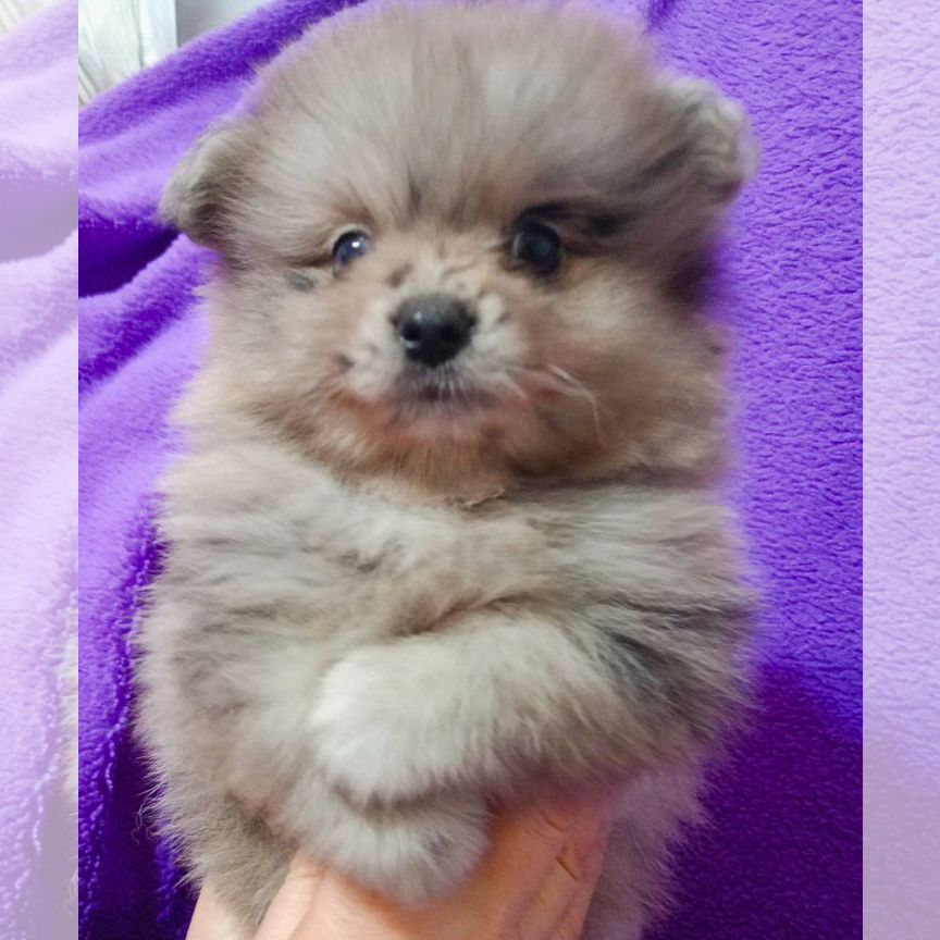 Померанский шпиц, щенок