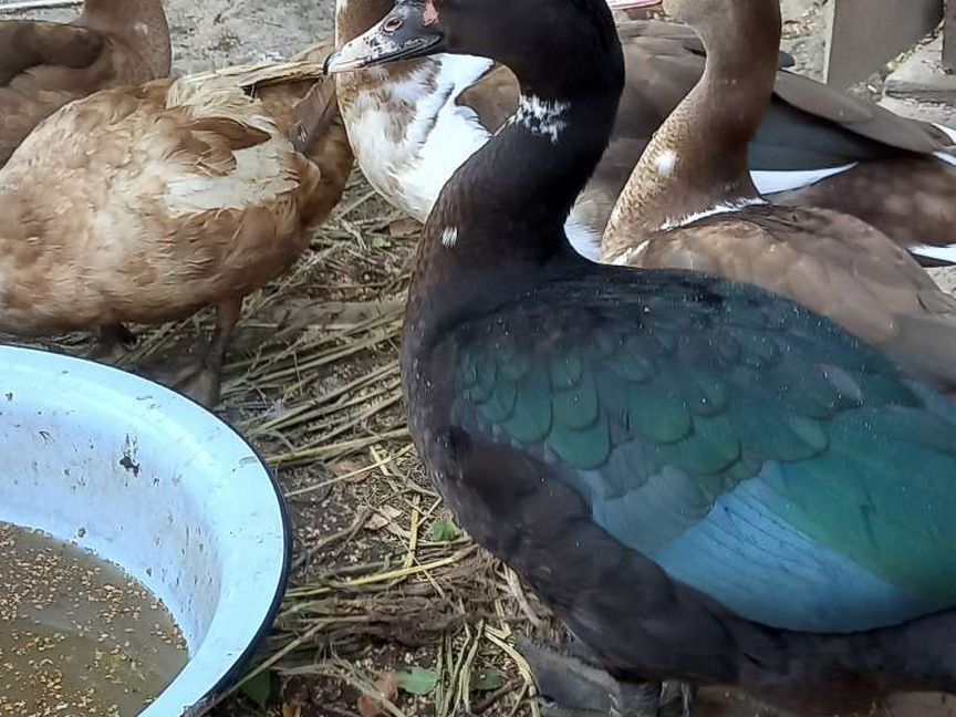 Мускусные утки индоутки индоутята