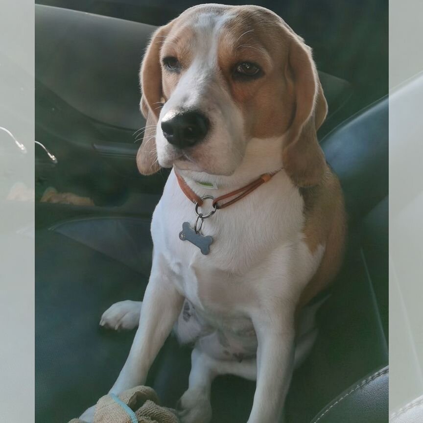 Бигль, взрослая собака