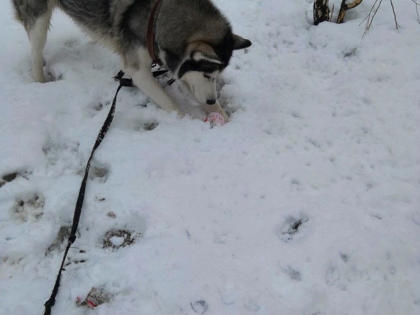Хаски в добрые руки