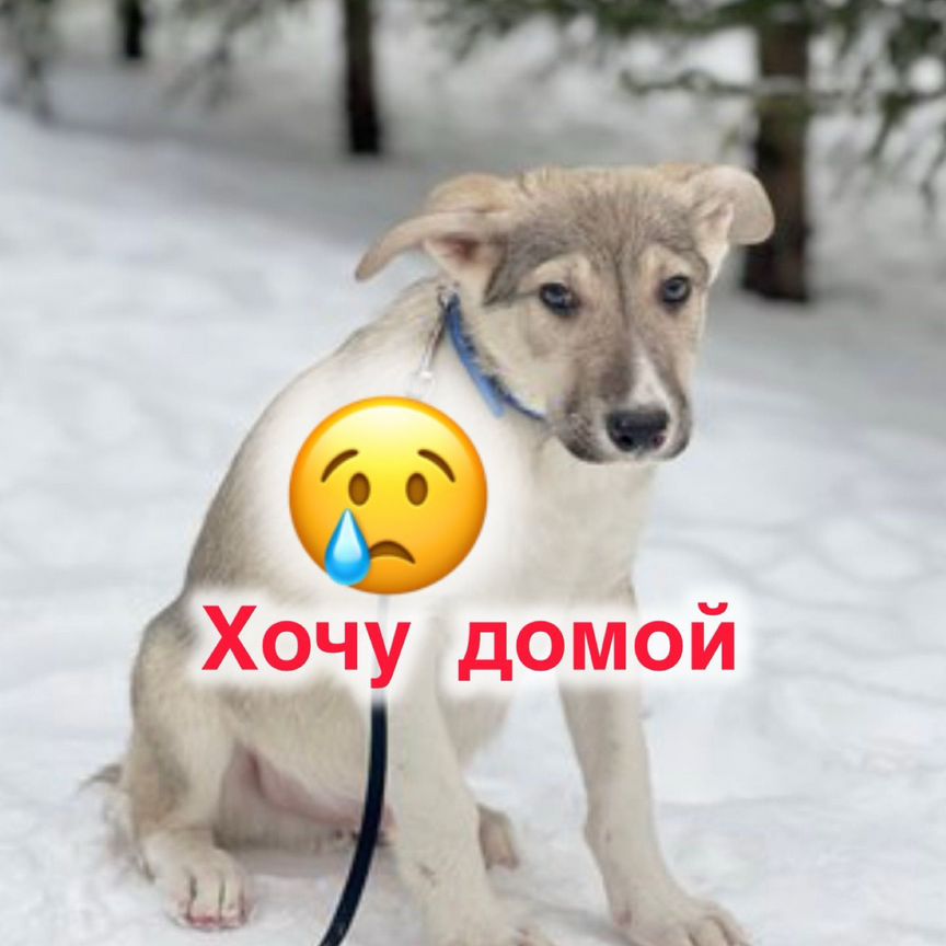 Щенок нуждается в доме (бесплатно)