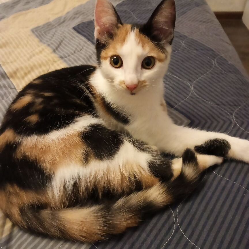 Отдам в добрые руки кошечуу