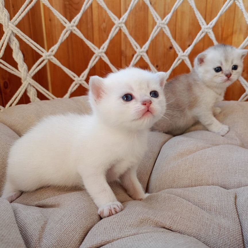 Шотландский прямоухий короткошёрстный котёнок