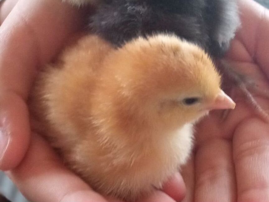 Цыплята несушки домашние