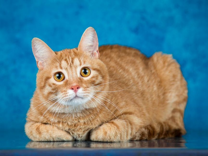 Солнечный котик рыжик Бублик