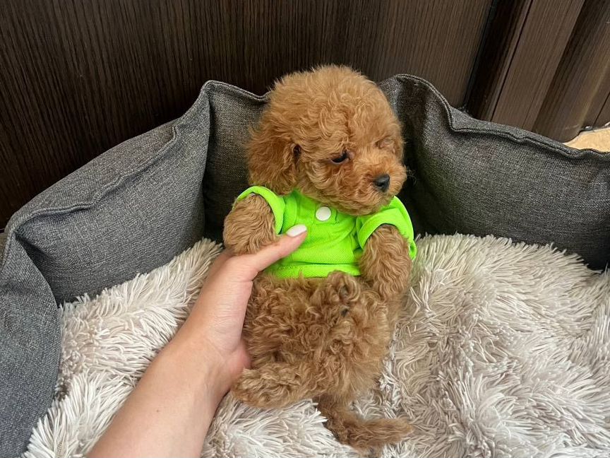 Той-пудель мальчишка