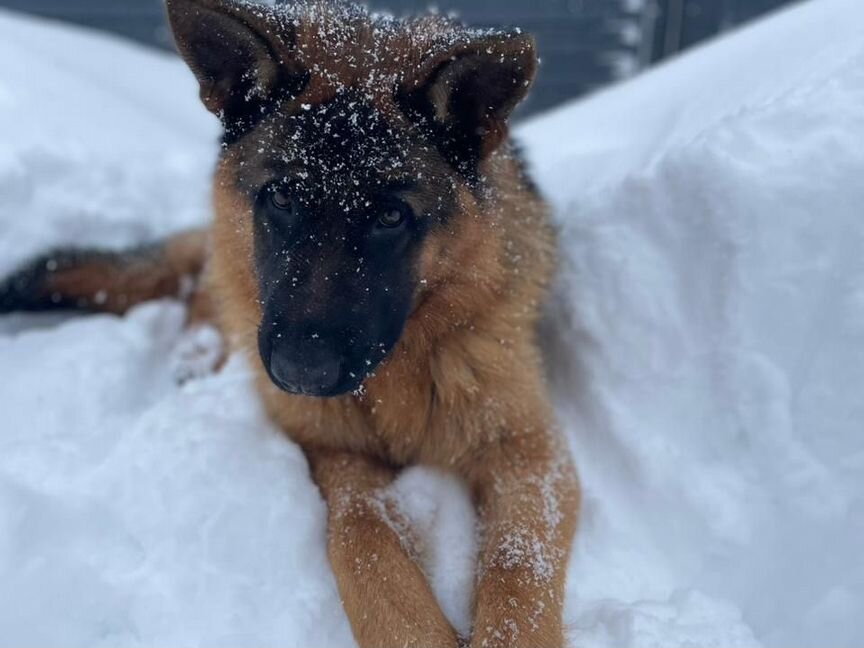 Немецкая овчарка в добрые руки