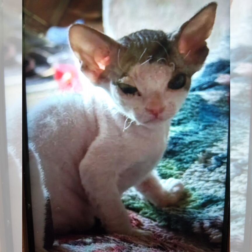 Донской сфинкс котёнок