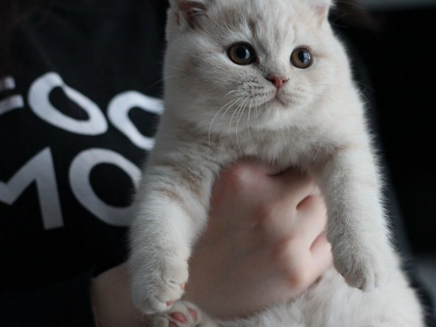 Британские котята