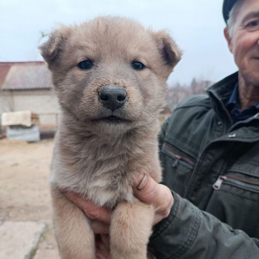 Щенки малышики
