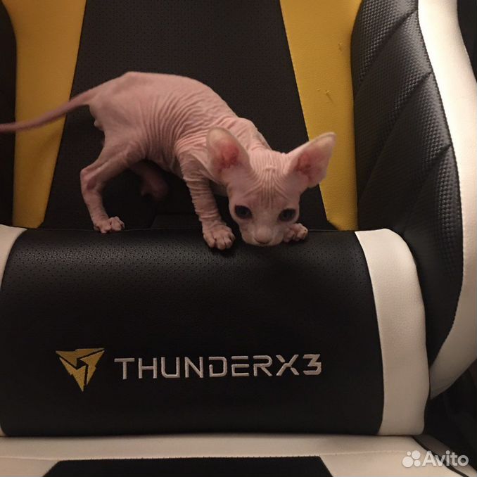 Котята эльф сфинкс