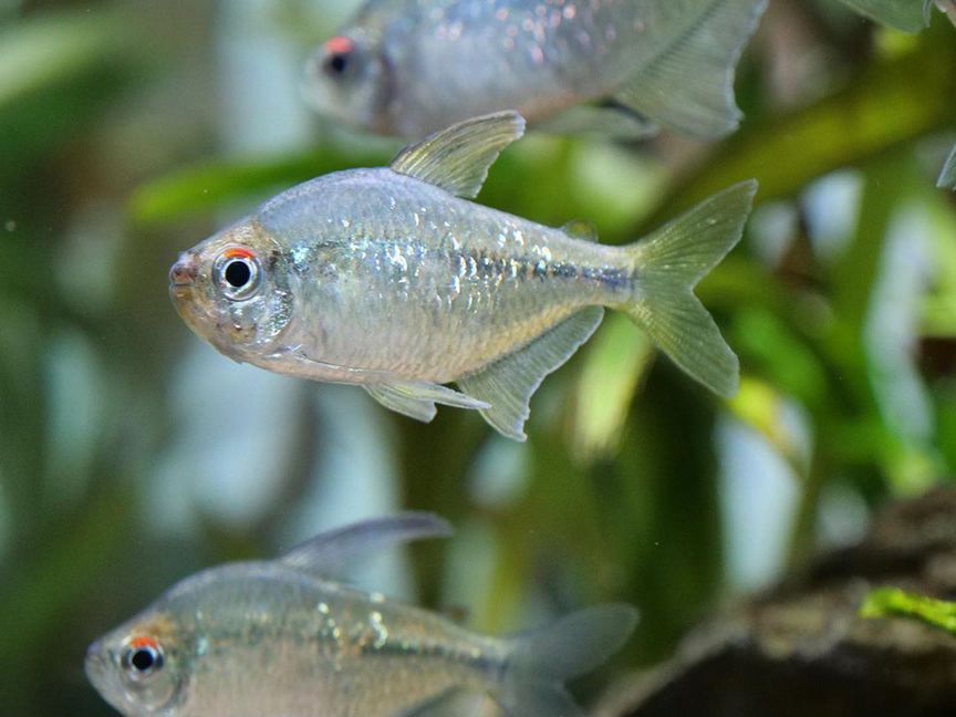 Аквариумные рыбки