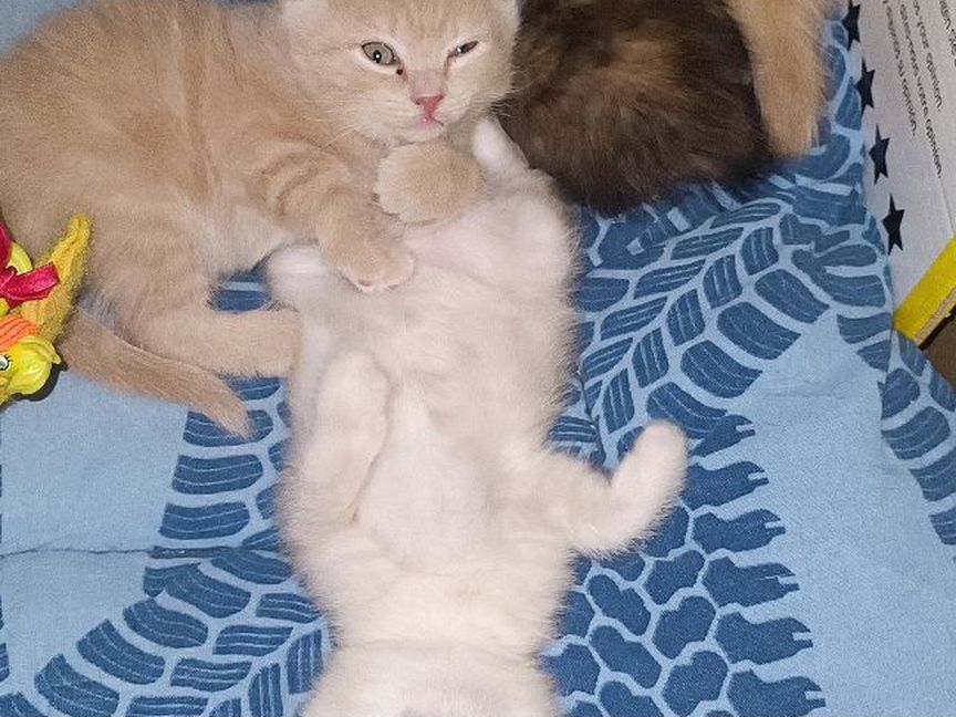 Шотландские вислоухие котята
