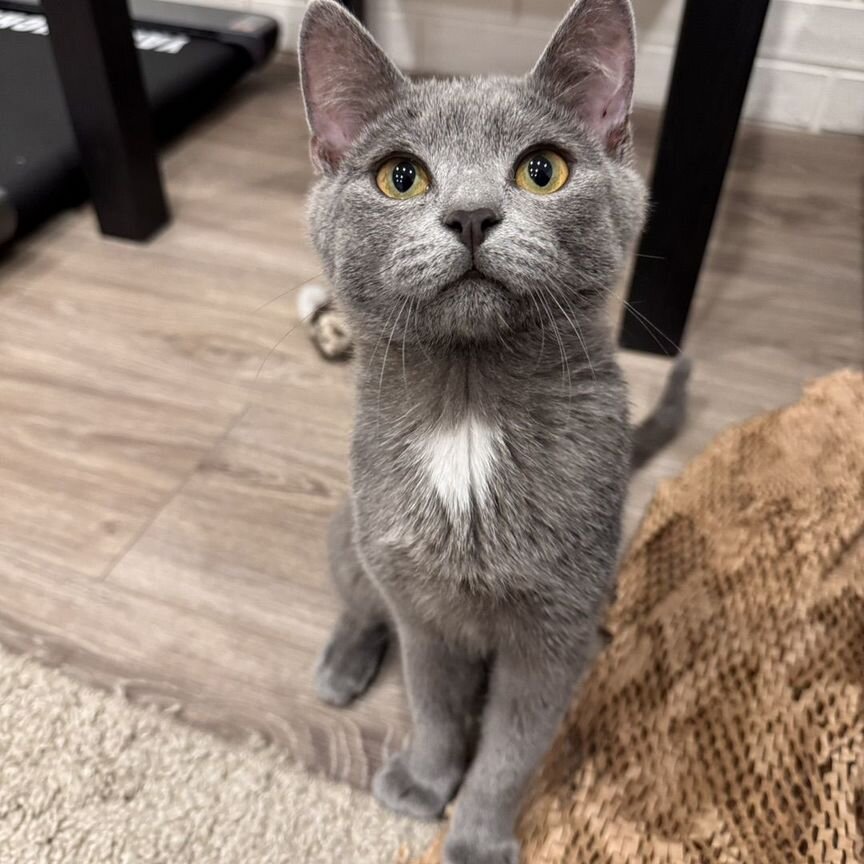 Кот