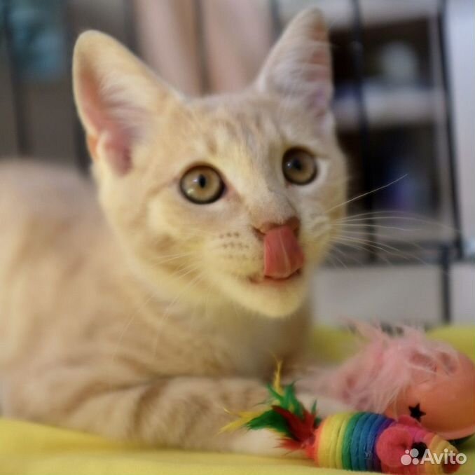 Очень красивый котенок бесплатно