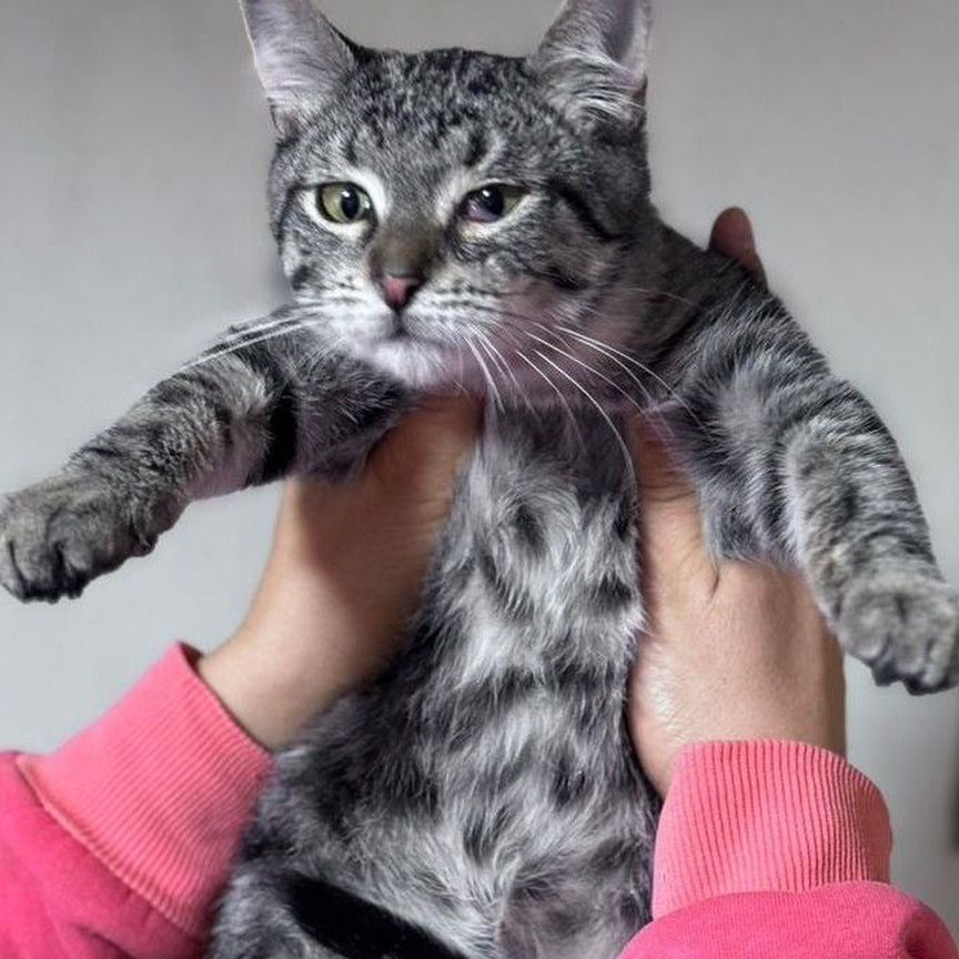 Котенок из приюта ищет семью