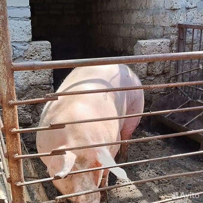 Свиньи живым весом