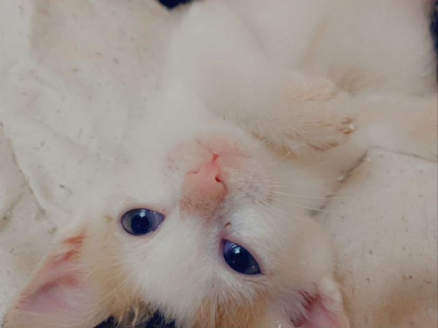 Котенок