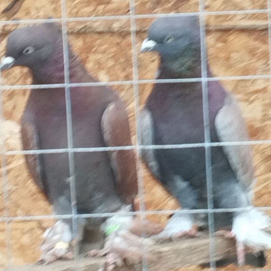 Продажа голубей