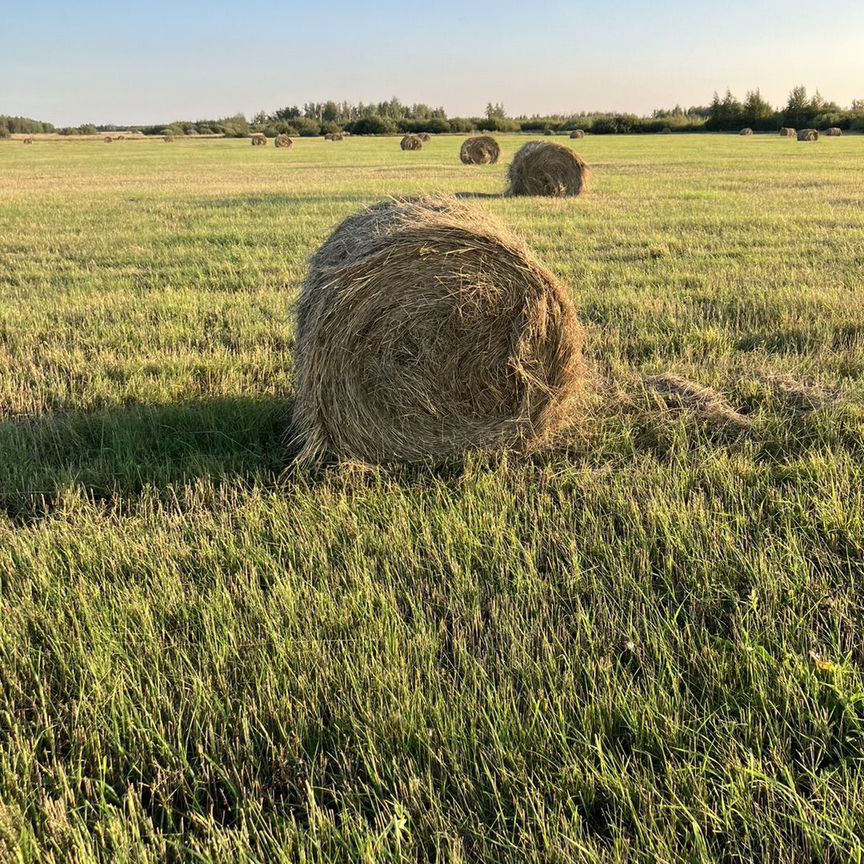 Сено в рулонах