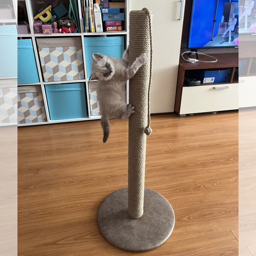 Бронь Когтеточка для кошек