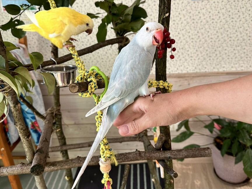 Птица