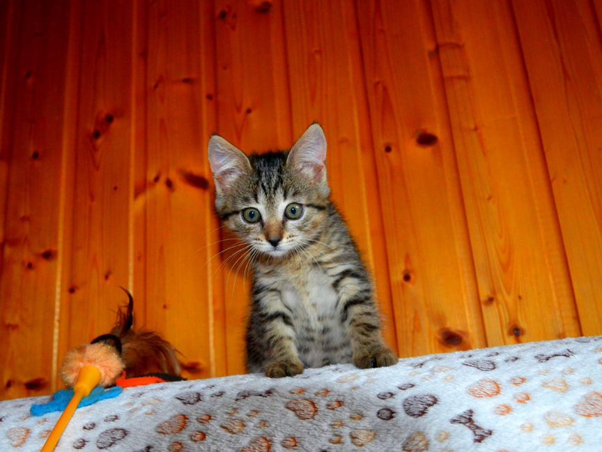 Серый полосатый ручной котенок Тигра в дар