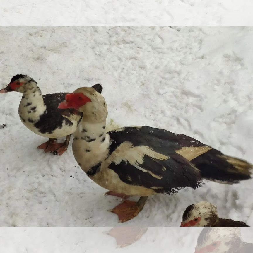 Индоутки тяжелой линии