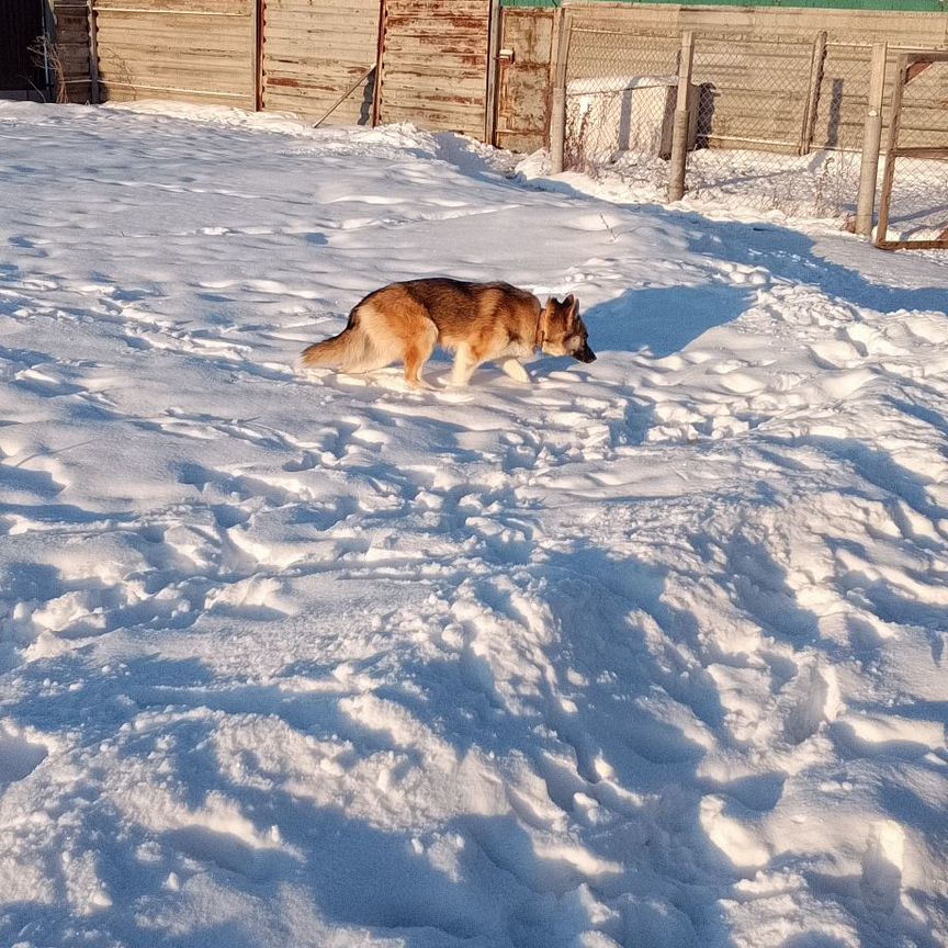 Хотите верного и доброго друга