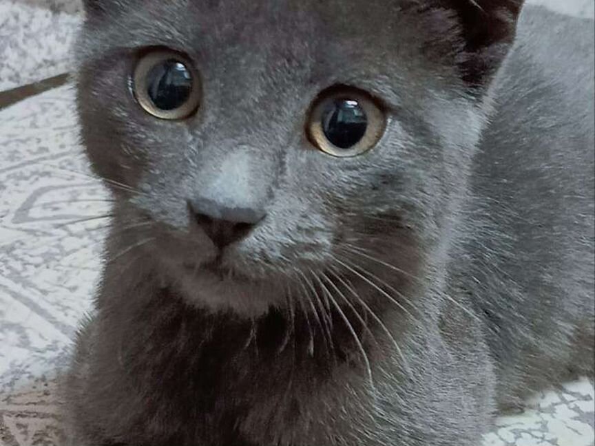 Котёнок Руско-голубая